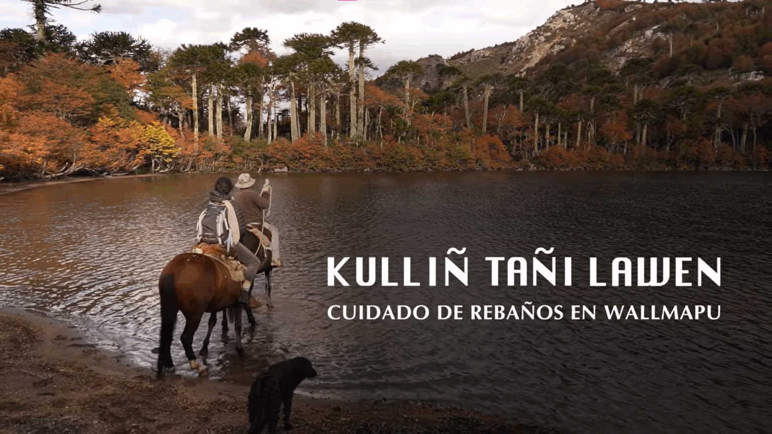 Kulliñ Tañi Lawen: Cuidado de Rebaños en Wallmapu